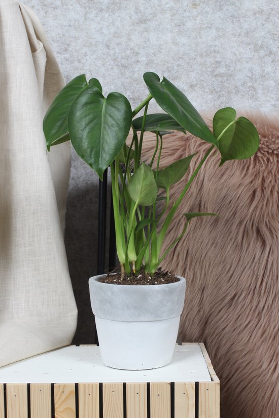 Plante d'intérieur Monstera Deliciosa Tauerii - Plante à trou - ± 30cm ...