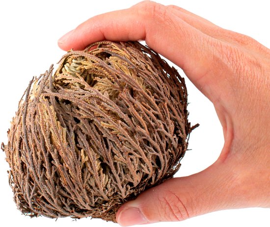 Roos van Jericho - Woestijnplant - Toverplant - Selaginella ...