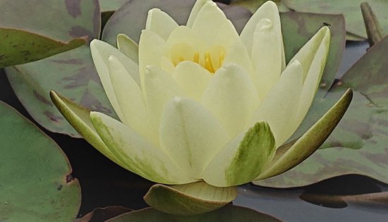 Waterlelie Nymphaea Chromatella (licht-gele waterlelie) - Vijverplant ...