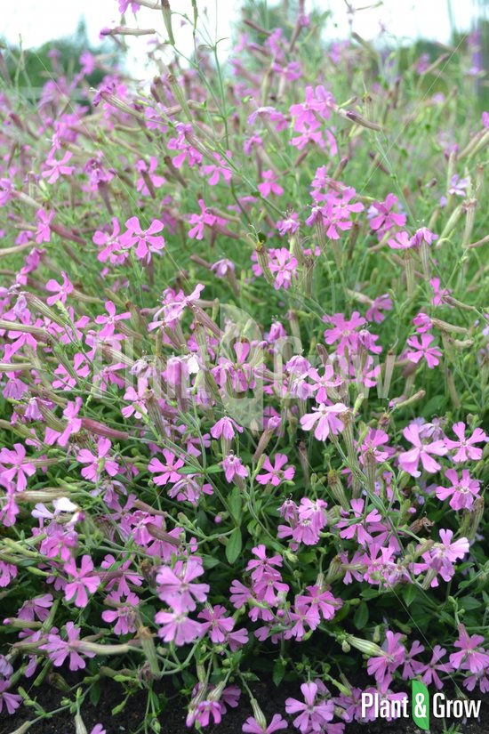 6x Lijmkruid / Silene schafta 'Splendens' | Meerjarige/Vaste planten ...
