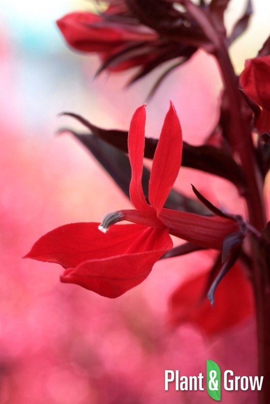 6x Lobelia / Lobelia fulgens 'Queen Victoria' | Meerjarige/Vaste ...