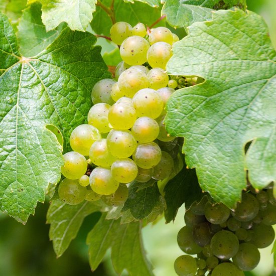 Vitis Riesling, druivenstruik - Witte druif - 3 stuks | bol.com