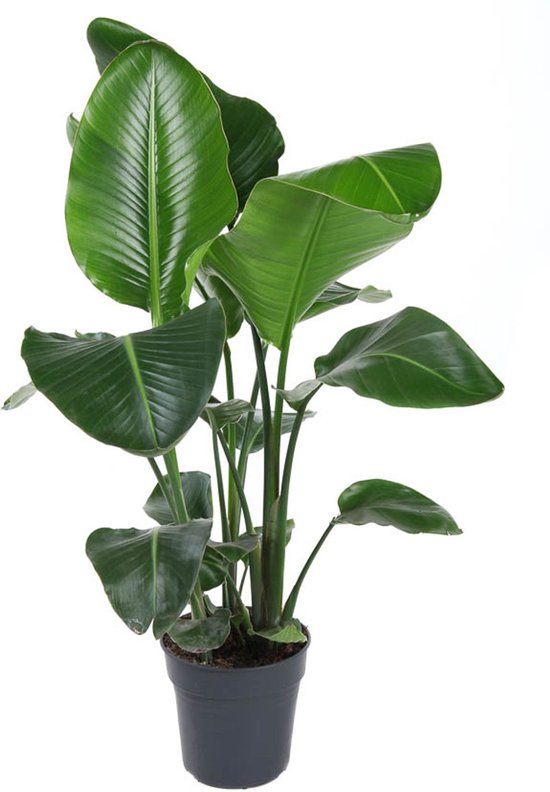 Goed & Groen - Strelitzia Nicolai - ↨ 100cm - Potmaat 24 - Exclusieve ...