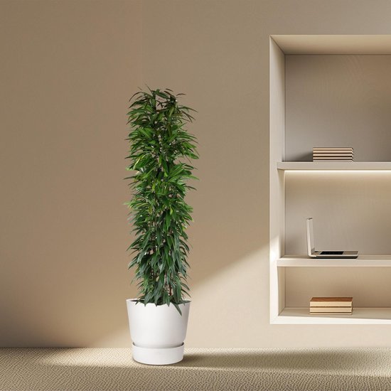 Ficus Alii King zuil - 200 cm - ø35 | bol
