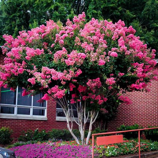 Lagerstroemia indica ‘Pink‘s Perfect Beauty‘ 80-100 cm in pot | bol