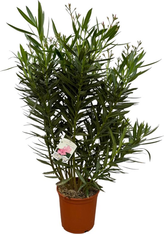 Tuinplant, Kleur Wit, Mediterrane Sfeer, Balkonplant, Terrasplant ...