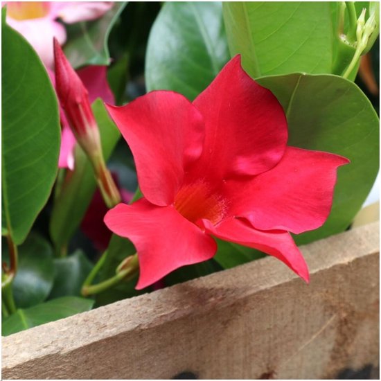 Dipladenia, Mandevilla, 6 stuks, Trompetbloemige Klimplant, Kleur rood ...