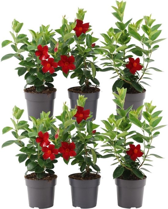 Dipladenia, Mandevilla, 6 stuks, Trompetbloemige Klimplant, Kleur rood ...