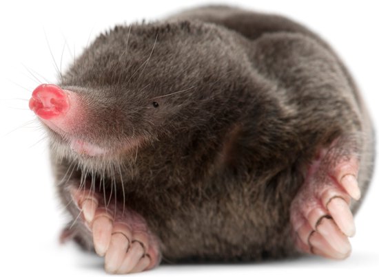 Strijk applicatie mol | bol