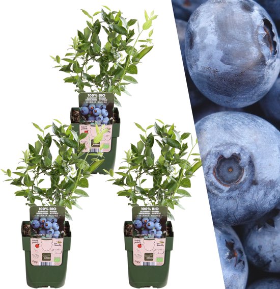 De Blauwe Bosbes, 3 Stuks, Fruitstruik, Vaccinium corymbosum Ø 13 cm ...