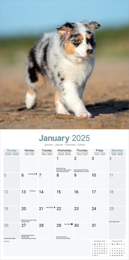 Australian Shepherd Kalender 2025 | bol
