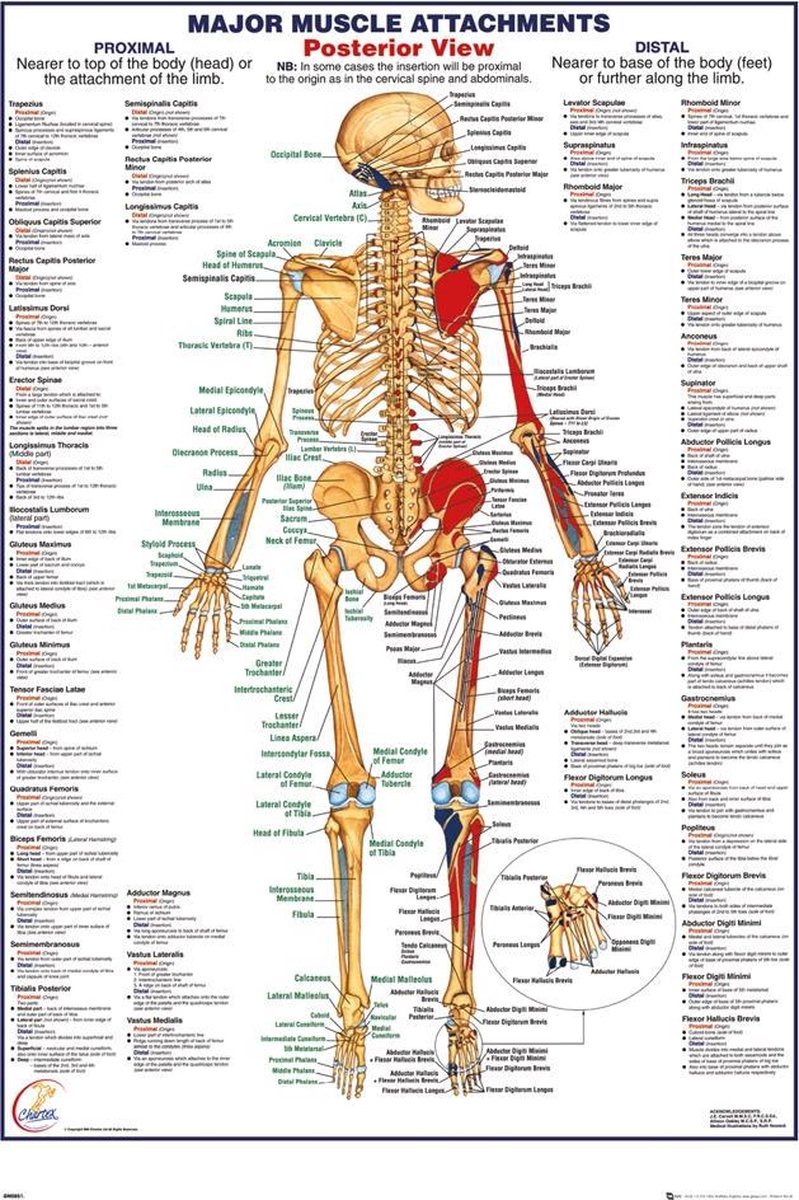 bol.com | Spierstelsel menselijk lichaam achterkant poster 61x91.5cm.