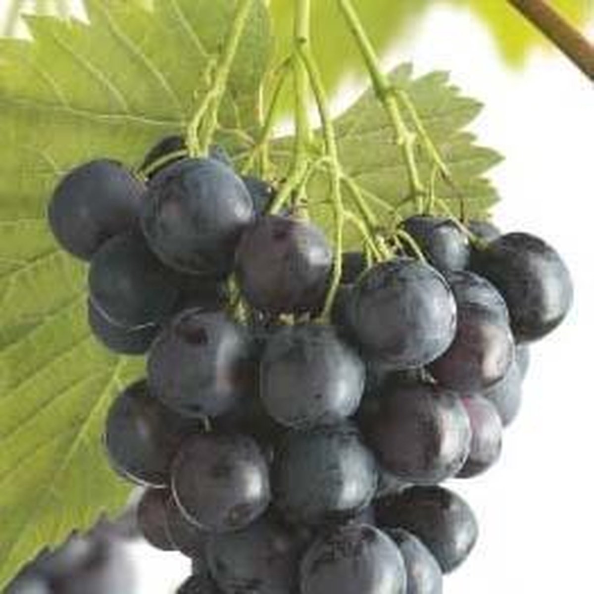 Vitis vinifera Muscat Blue | bol.com