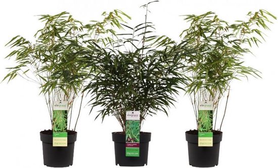 Elegrass 3x Niet woekerende bamboe mix - pakket voor een vierkante ...