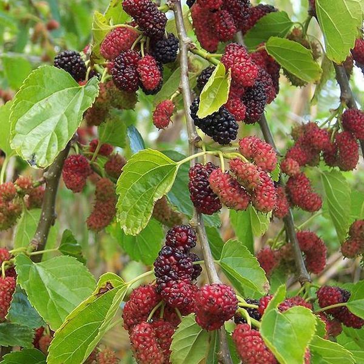 Morus Alba - Mûrier blanc - Arbre Tige 8-10 cm Racines nues | bol.com