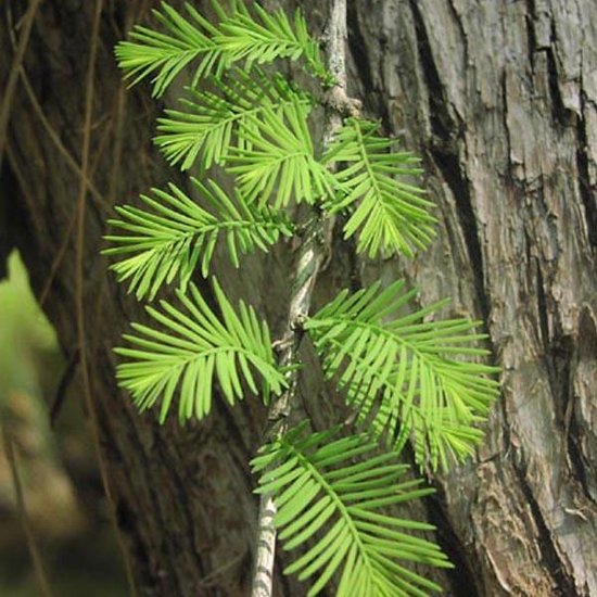 TAXODIUM DISTICHUM - Moerascypres 100-125cm kluit | bol.com