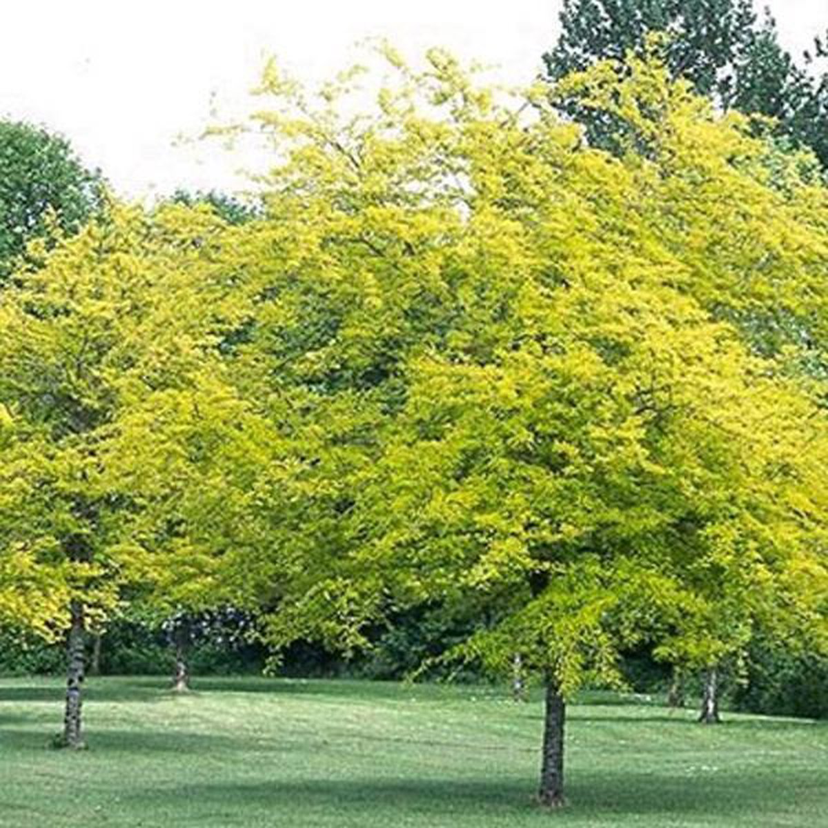 Gleditsia Triacanthos 'Sunburst' - Févier d'Amérique 250 - 300 cm pot ...
