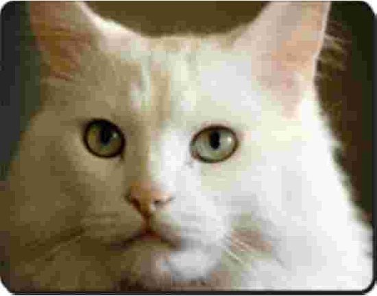 Witte kat Muismat | bol