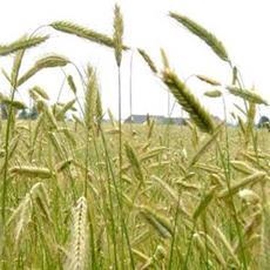 Groenbemester Winterrogge Admiraal 1000 Gram Buzzy Seeds | bol