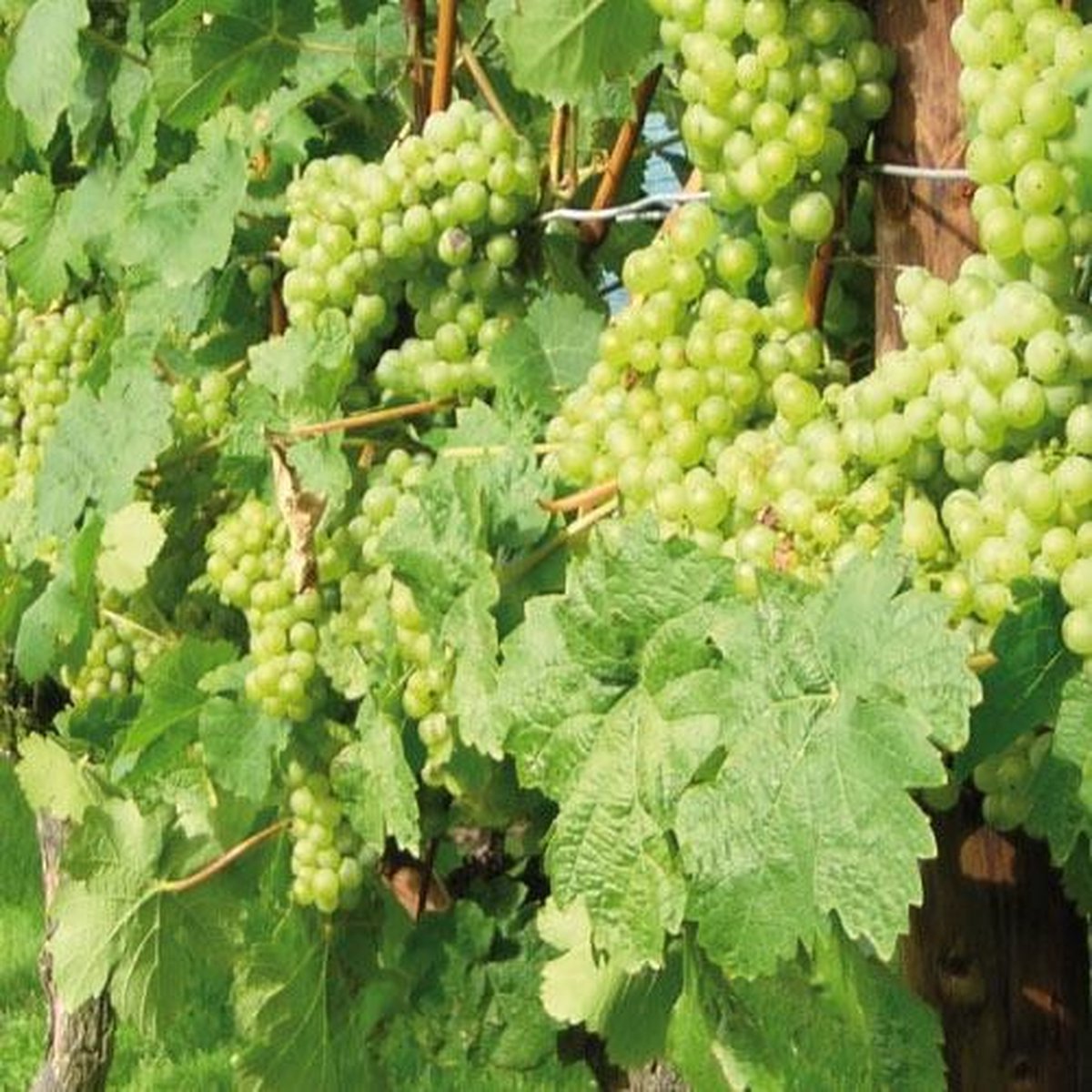 Witte druif - Vitis 'Bianca' - Zoet en Sappig - incl. Ø17cm pot | bol.com