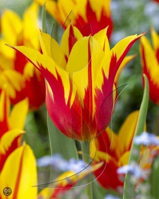 Tulp 'Fire Wings' (10 st.) | bol.com