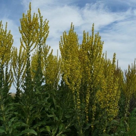 6 x Verbascum Olympicum - Toorts pot 9x9cm - Statige Vaste Plant | bol