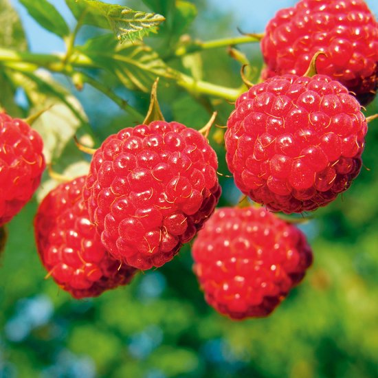 Framboos plant, Rubus ideaus Two Timer | bol