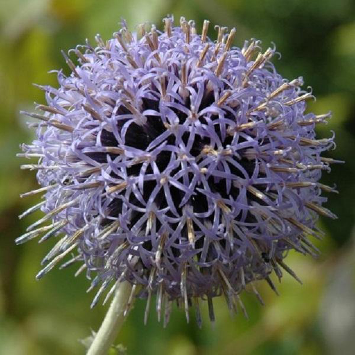 6 x Echinops Bannaticus 'Taplow Blue' - Kogeldistel pot 9x9cm | bol.com