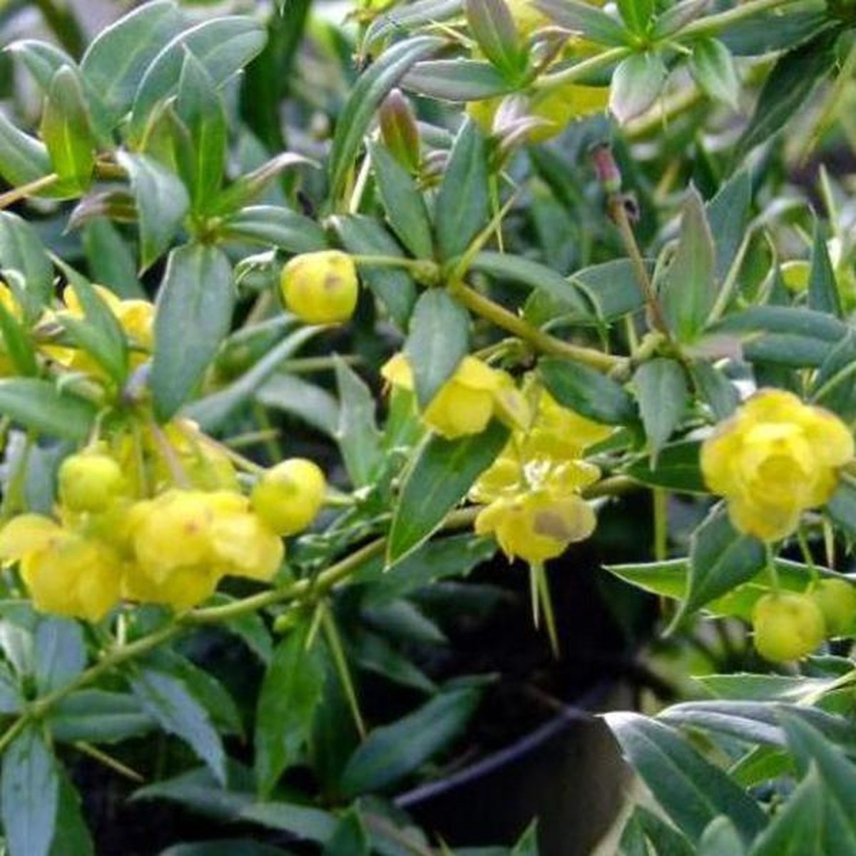 Berberis Frikartii 'Telstar' - Zuurbes 25-30 cm pot | bol.com