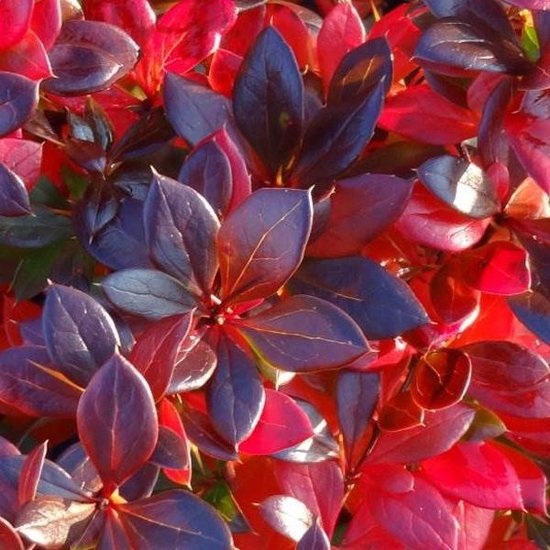 Berberis Media 'Red Jewel' - Zuurbes - 25-30 cm pot: Compacte struik ...