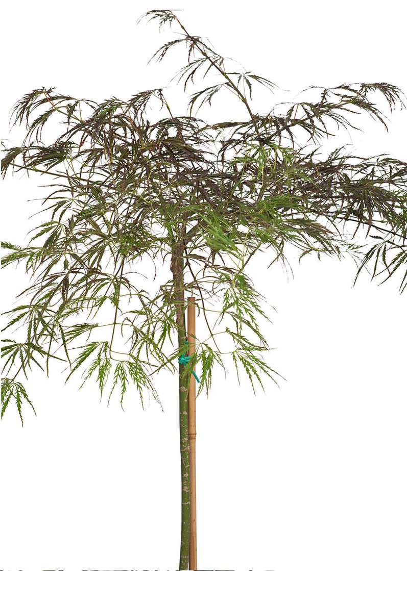 Japanse esdoorn op stam - Acer Palmatum Crimson Queen - 85 cm | bol.com