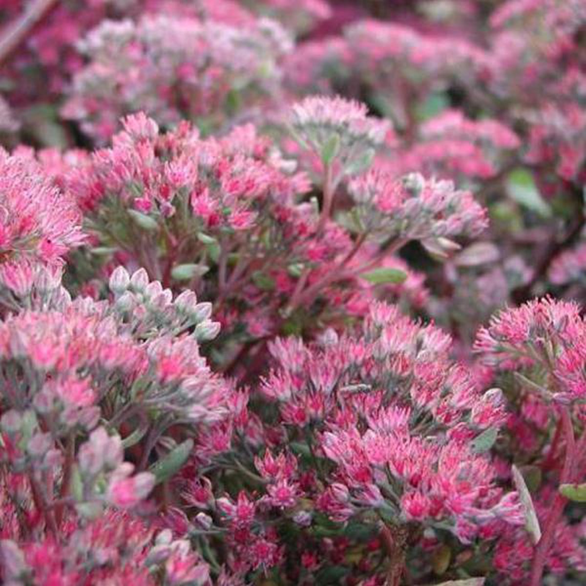 6 x Sedum 'Robustum' (= 'Ruby Glow') - Orpin 'Ruby Glow' godet 9cm x ...