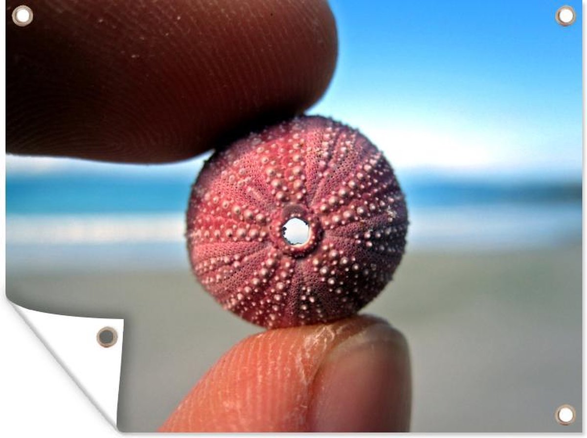 Tuin decoratie Het skelet van een zee-egel bij de zee - 40x30 cm ...