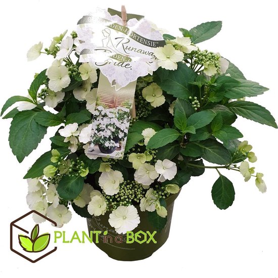 Plant in a Box - Hydrangea Runaway Bride - Hortensia - Pot ⌀19cm ...