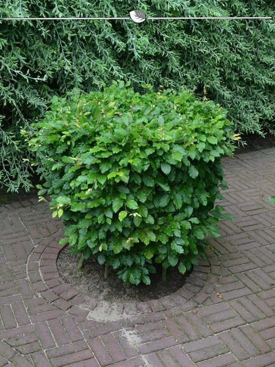 Groene Beuk Fagus sylvatica 60-80 cm Blote wortel, 400x Haagplant | bol