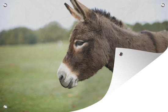 Tuinposter Close-up dwergezel - 130x80 cm - Wanddecoratie Buiten ...