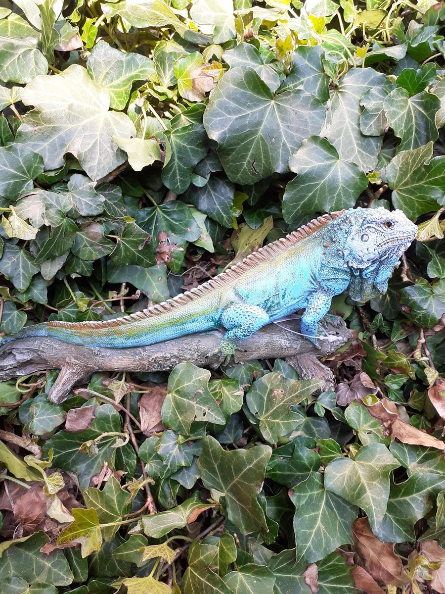 Leguanen beeld leguaan op een boomstronk van Geharo 11x24x5 cm | bol.com