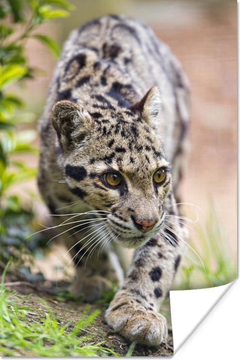 Une femelle léopard nébuleux se promène à travers les plantes vertes ...