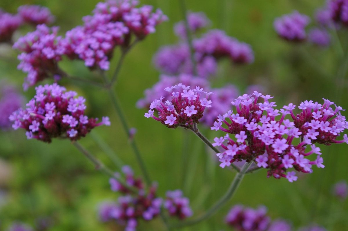 Verbena bonariensis - 6 stuks - paarse bloemen - vaste plant - P9 ...
