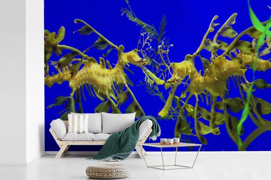 Behang - Fotobehang - Twee zeedraken in een aquarium - Breedte 420 cm x ...