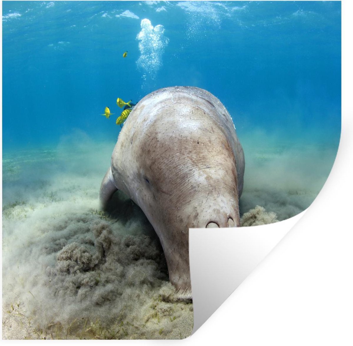 Muursticker Doejong -doejong opbodem - 100x100 cm - zelfklevend ...