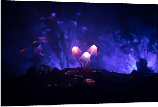 Dibond - Lichtgevende Paddenstoelen - 120x80cm Foto op Aluminium (Met ...