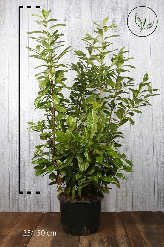10 stuks | Laurier Novita Pot 125-150 cm | Standplaats: Half-schaduw ...