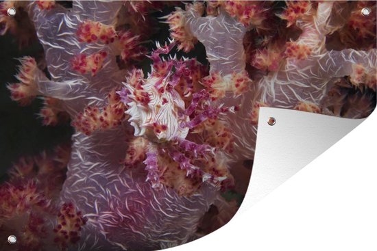 Corail mou rouge avec différentes textures aux Philippines affiche de ...