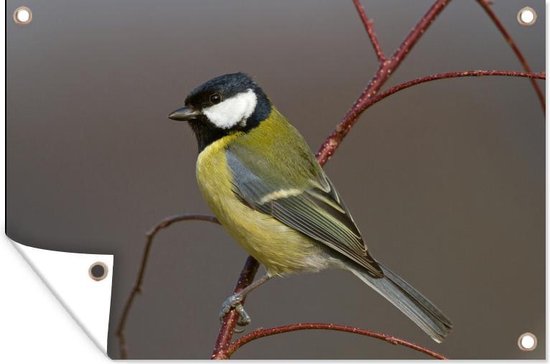 Tuinposter - Tuindoek - Tuinposters buiten - een koolmees op een rode ...