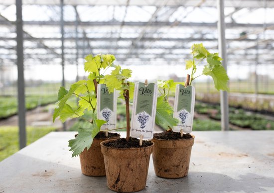 Blauwe Druivenplant - Nordica - Organic Family | bol