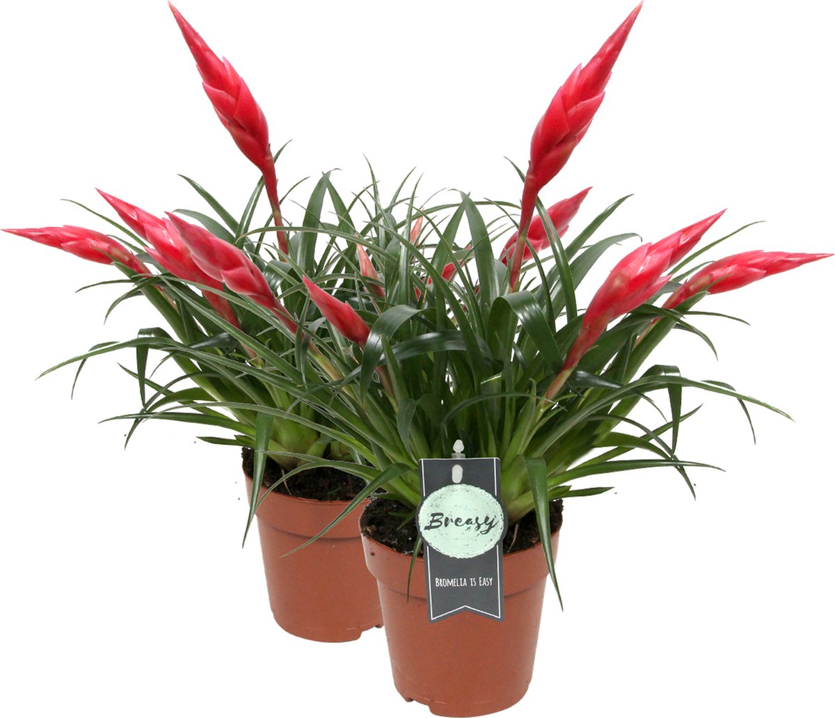 Breasy® - Broméliacées Vriesea multiflora Astrid rouge - lot de 2 ...