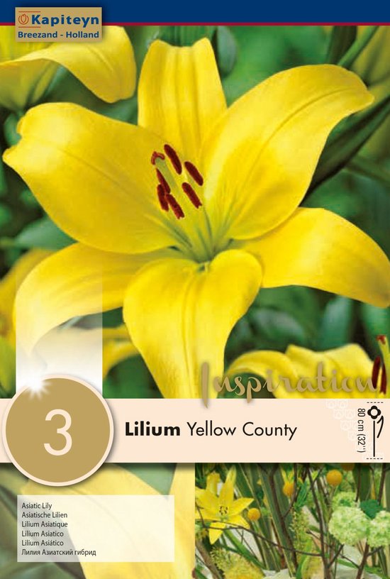 Lilium 'Yellow County' - lelies - zomerbollen | bol