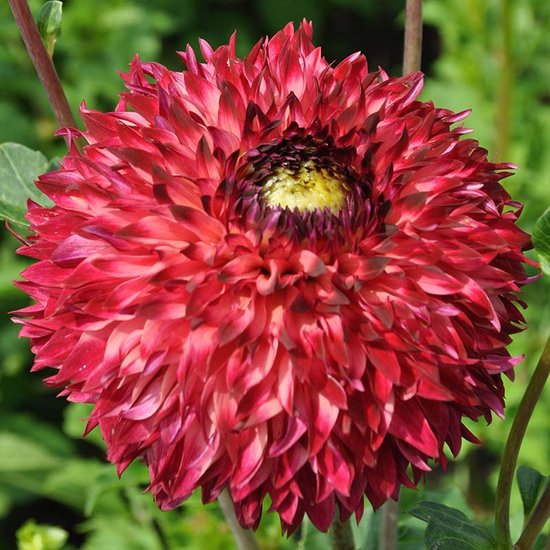 Dahlia Aiyana | bol.com