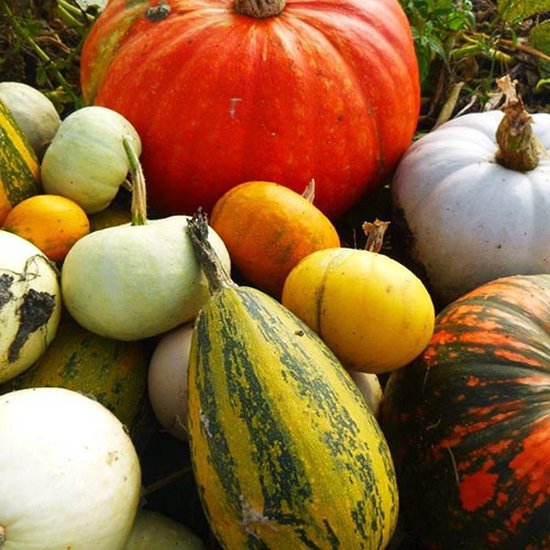 123zaden Pompoen zaden - Eetbare pompoenen mix - Notig | bol